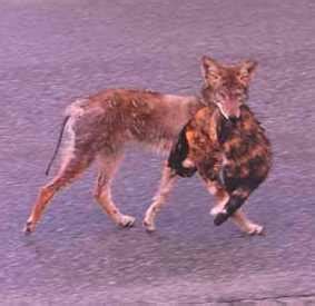 How Does A Coyote Kill A Cat Shocking Facts Revealed Pawflick