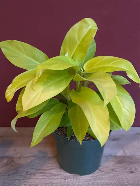 Note You Will Receive Philodendron Golden Goddess In 6 Pot This