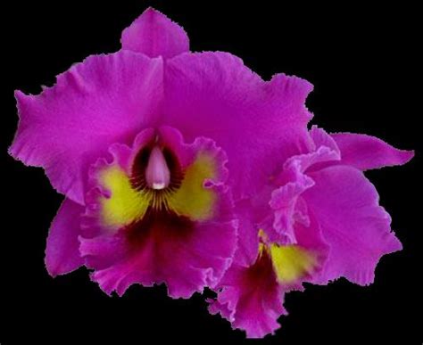 Brassolaeliocattleya King Of Taiwan Orchids