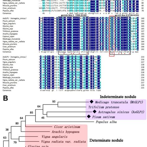 Phylogenetic Analysis Of Asglp1 Homologous Proteins In Various Download Scientific Diagram