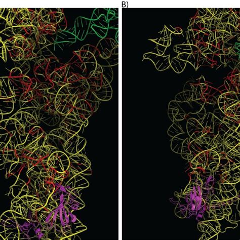 small subunit ribosomal rna structure and sequence conservation a download scientific diagram