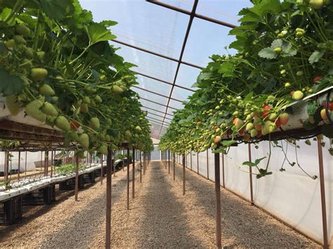 НовинарБГ Лесно отглеждане на карамфил семена за Facebook