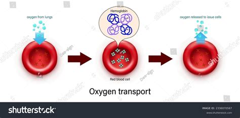 Hemoglobin Carrying Oxygen