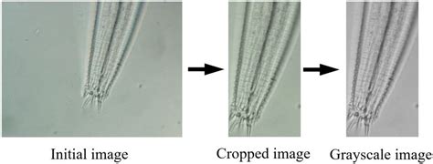 I Nema A Biological Image Dataset For Nematode Recognition