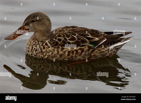 A Beautiful Northern Shoveler Female On A Winter Morning The Females