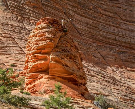 Information On Utah Wildlife Utah Guide