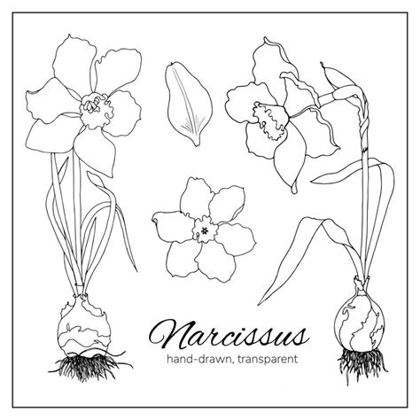 Dibujo De Narciso Botánico 18000 Narciso O Junquillo Plantas