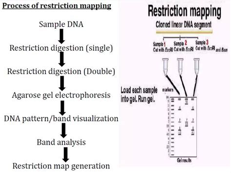 Restriction Mapping Pdf