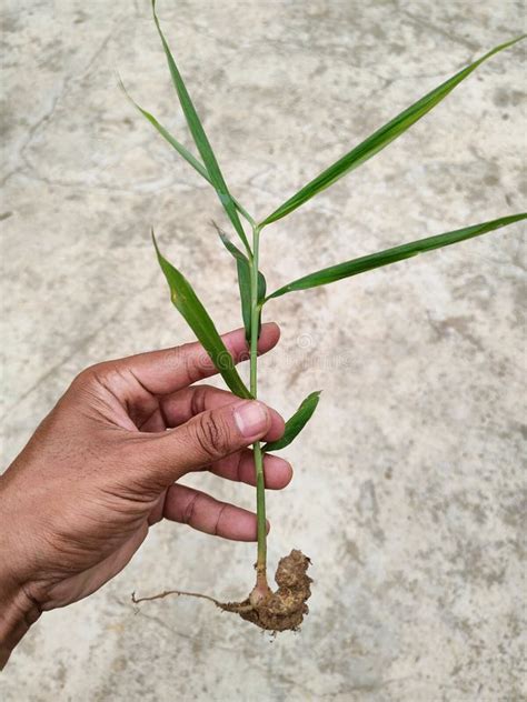 Holding A Small Ginger Tree Stock Image Image Of Leaf Tree 276739237