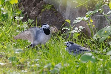 Do Birds Have Sex Understanding How Birds Mate And Sex