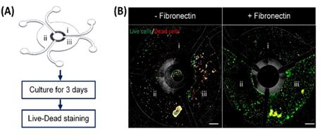 Machine Learning Aided Microfluidic Platform For Drug Screening