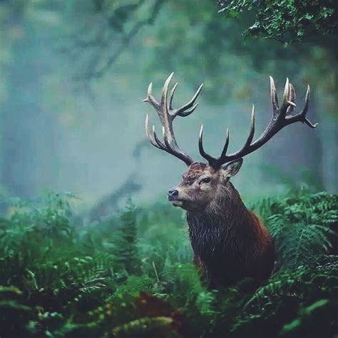 Even And Odd Mode Analysis Triblemany