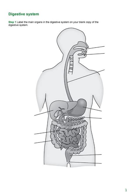 Human Digestive System Diagram Unlabeled