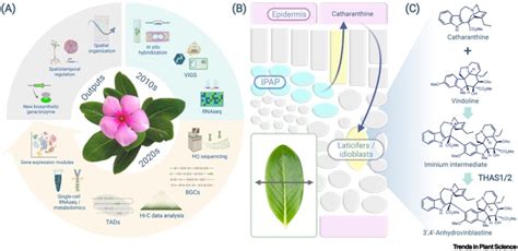 Medicinal Plants Enter The Single Cell Multi Omics Era Trends In Plant Science