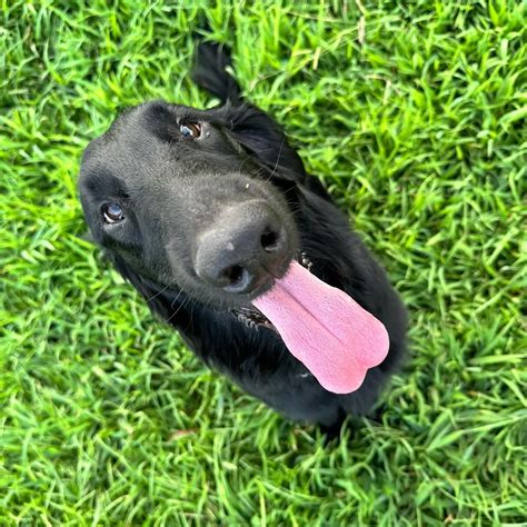 遊びに来てくれた子達🐶♬ ブログ 千葉のドッグスクールならdog School Spica