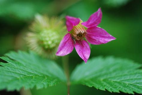 How To Grow Salmonberries Rubus Spectabilis — Practical Self Reliance