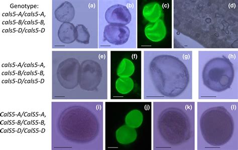 Disrupted Pollen Formation In Tacals5 Mature Pollen Stained With Download Scientific Diagram