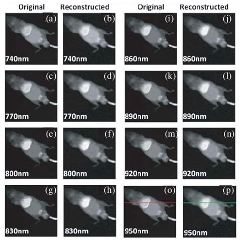 Spectral Unmixing Results From 25 Measurements With A Compression Download Scientific Diagram