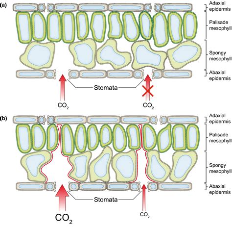 Spongy Mesophyll Cells