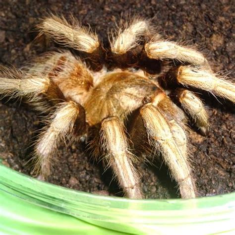 Peru Blonde Tarantula