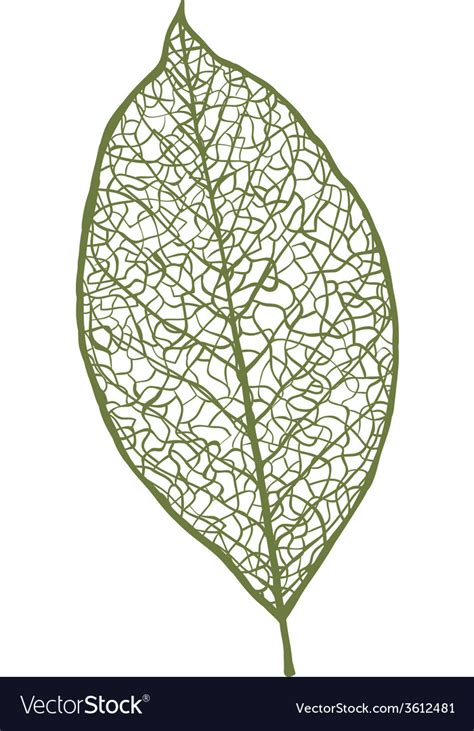 Nut Leaf Isolated On White Background Royalty Free Vector