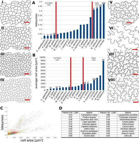 Why Plants Make Puzzle Cells And How Their Shape Emerges Elife