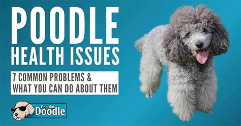 Cockapoo Health Issues 10 Common Cockapoo Health Problems To Look Out For