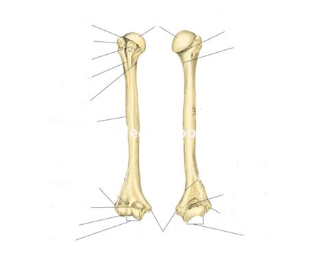 Humerus Bone Labeling Quiz Anatomy