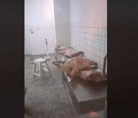 ТӨРИЙН ОРДНЫ ЗООГИЙН ГАЗРЫН МАХНААС МУУР ЗУЛГААЖ БАЙЖЭЭ