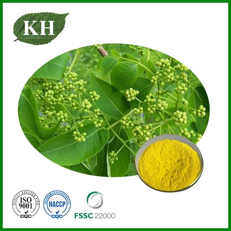 Cortex Phellodendri Extract From China Manufacturer Kingherbs
