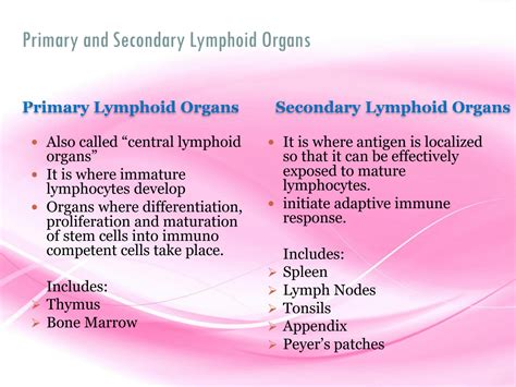 Primary Lymphatic Organs