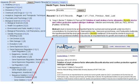 Bioinformatics Analysis Of Brucella Vaccines And Vaccine Targets Using Violin Immunome