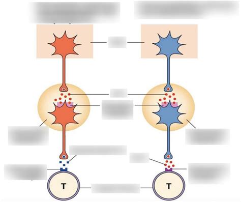 Ansc451 Ans Pathways Exam 1 Diagram Quizlet