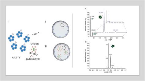 Maldi Ms Analysis For Capsid Forming Protein Covalx Posted On The Topic Linkedin