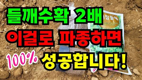 들깨 파종시기 이걸로하면 수확량2배발아 잘되고 웃자라지 않고 튼튼한 모종으로 키워요 Youtube