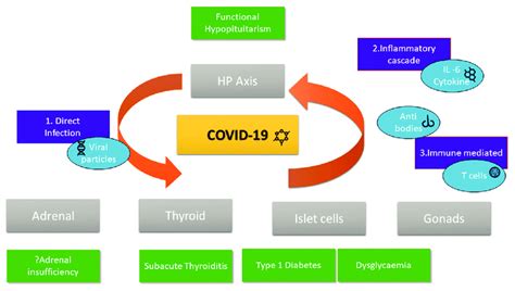 The Multi Level Interaction Between Sars Cov 2 And The Endocrine