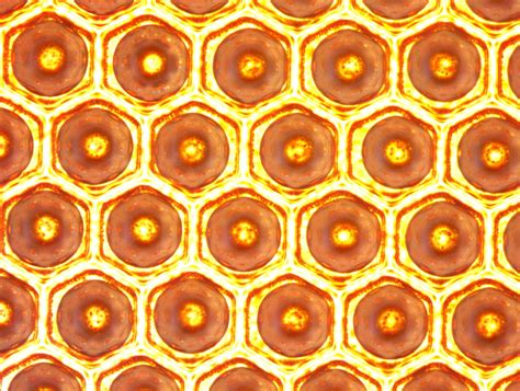 Microwell Arrays Cell Separations Liquid Handling