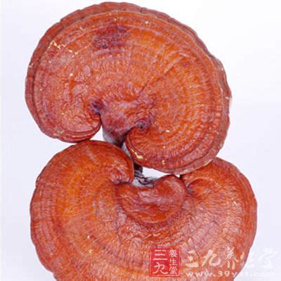 灵芝什么样 灵芝长什么样 第2页 大山谷图库