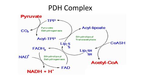 2 TCA Cycle And Fate Of Pyruvate Acetyl CoA Pptx