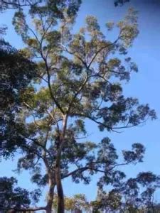 RECENT WORK ARBORLIFE