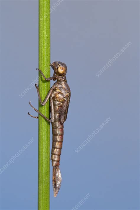 Large Red Damselfly Nymph About To Hatch Stock Image C0414223