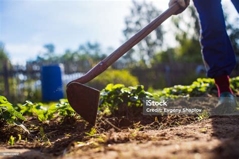 수공구로 정원에서 땅을 경작하는 농부 토양 풀림 원예 개념 농장에서의 농업 작업 가루로 빻은에 대한 스톡 사진 및 기타 이미지 가루로 빻은 갈색 개념 Istock