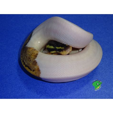 Piebald Ball Python 10 To 39 Hatchling Strictly Reptiles Inc