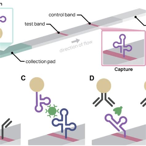 Aptamer Lateral Flow Assay Lfa Diagrams A In A Typical Aptamer
