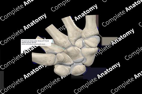 Proximal Articular Area Of Third Metacarpal Bone Complete Anatomy