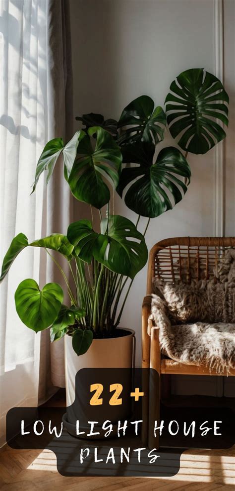 22 Stunning Low Light House Plants You Can Grow In 2025 Low Light