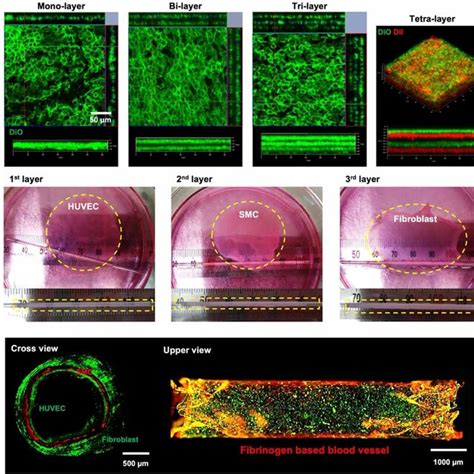 Multi Layered Fibrinogen Based Cell Sheet For Various Approaches A Download Scientific