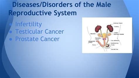Ppt The Reproductive System Powerpoint Presentation Free Download Id 1857712