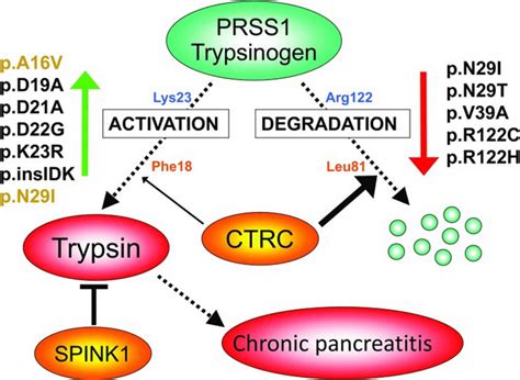 Trypsin Enzyme Function Production Cleavage And Trypsin Inhibitor