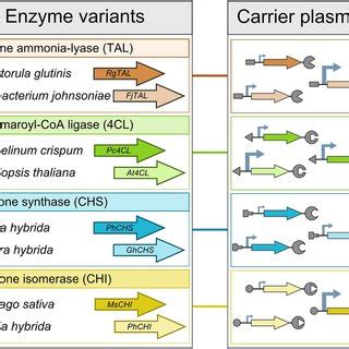 Schematic Representation Of The Combinatorial Construction Of The Download Scientific Diagram